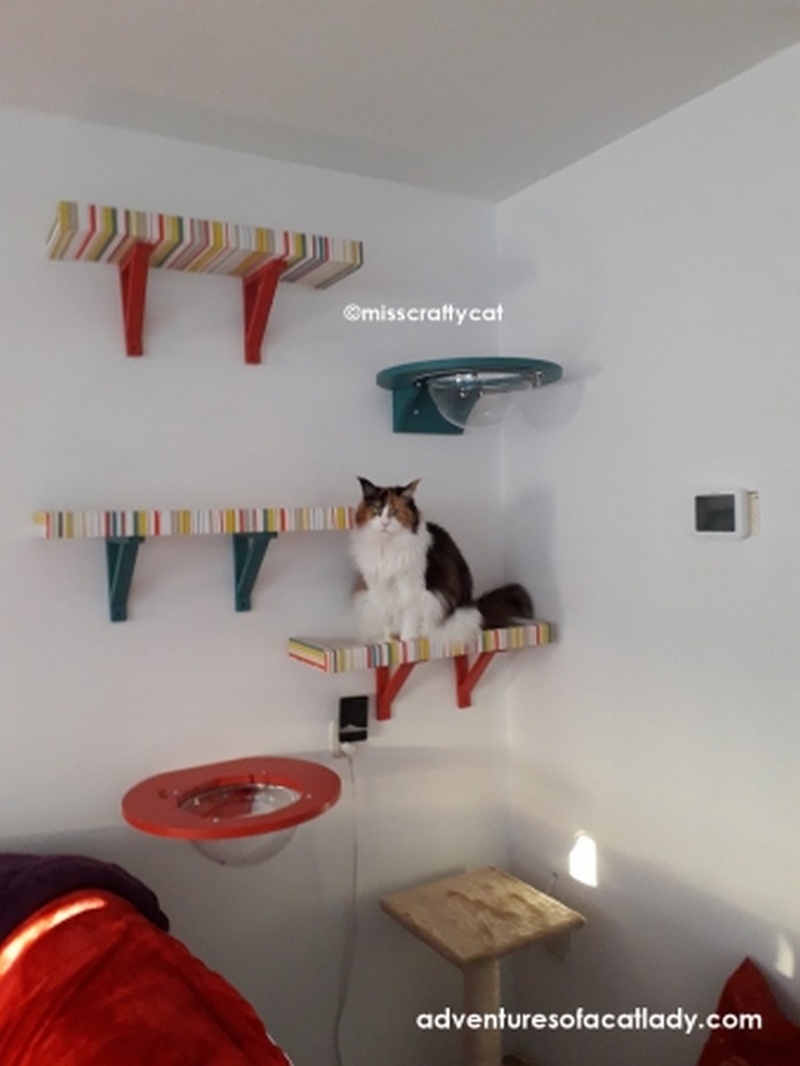 10 Simple DIY Cat Wall Ideas For Interior - Susie Harris