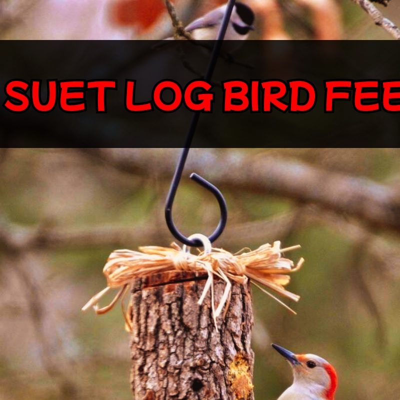 12 Different DIY Bird Feeder Crafts - Susie Harris